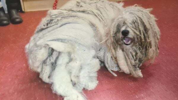 Filthy dog with '12-inch dreads' could not walk straight after living ...
