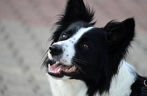 Dún Laoghaire Council seeks national dog DNA database to tackle dog ...